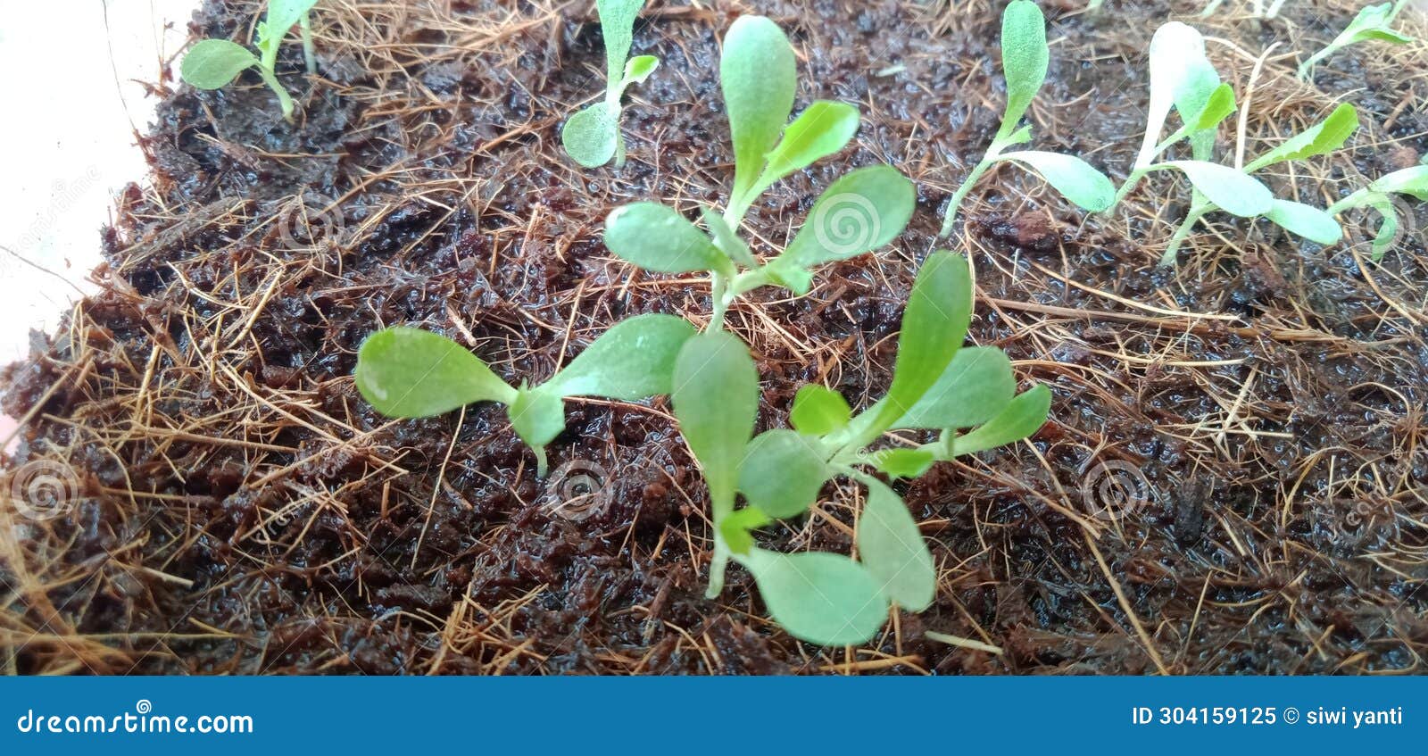 New Lettuce Shoots Grow Vigorously Stock Image - Image of garden ...