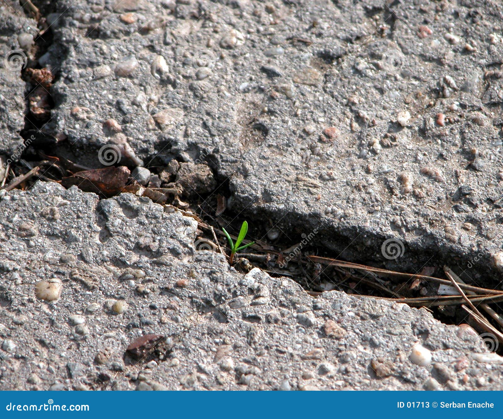 New life stock image. Image of raising, raise, leaf, rise - 1713