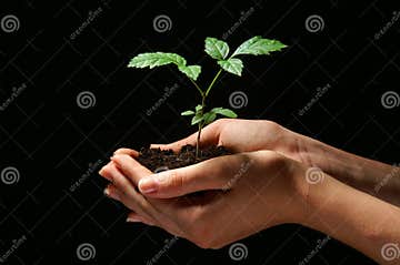 New life stock photo. Image of seed, grow, garden, flower - 1021942