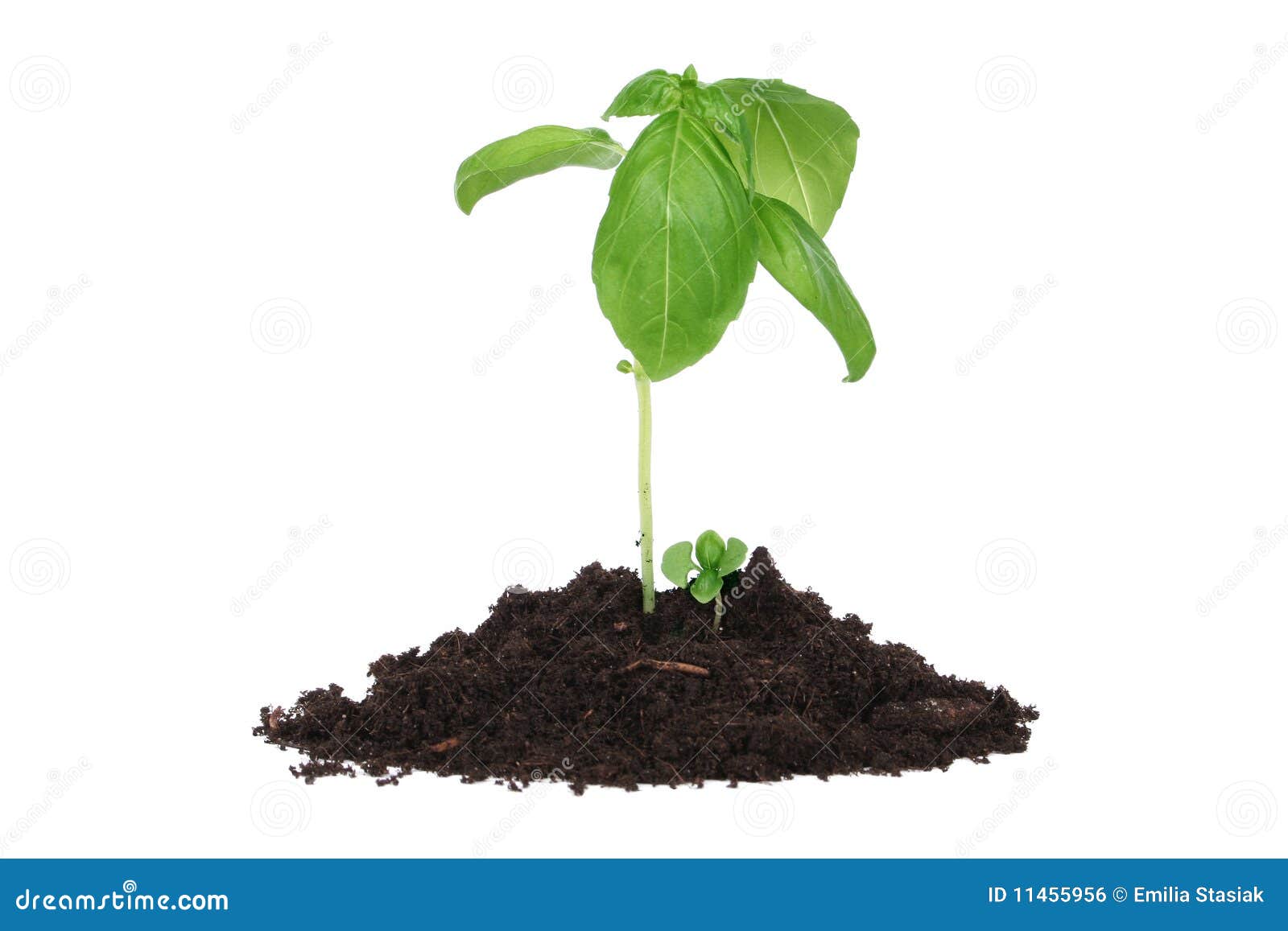 New life stock photo. Image of gardening, freshness, spring - 11455956