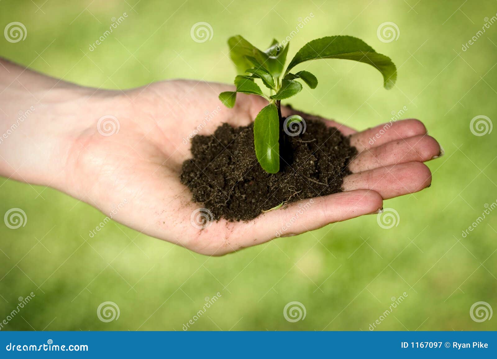 Conservate Stock Photos - Free & Royalty-Free Stock Photos from Dreamstime