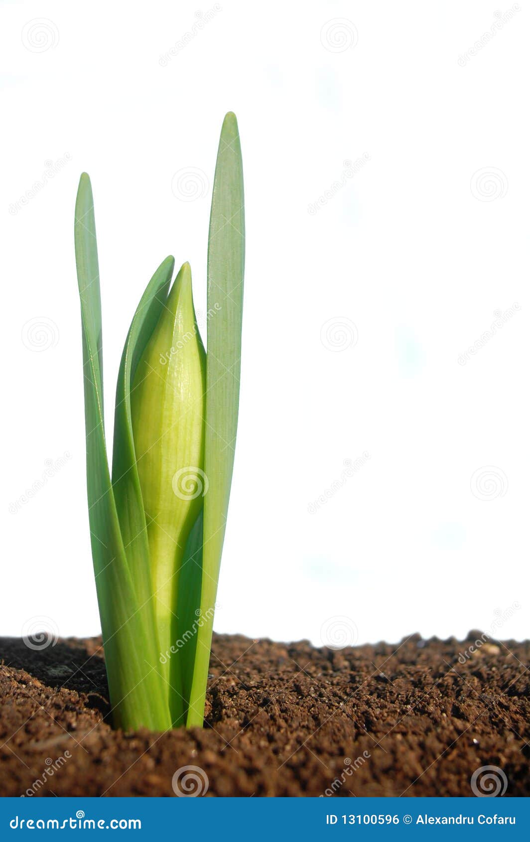 New life stock photo. Image of daffodil, beauty, close - 13100596