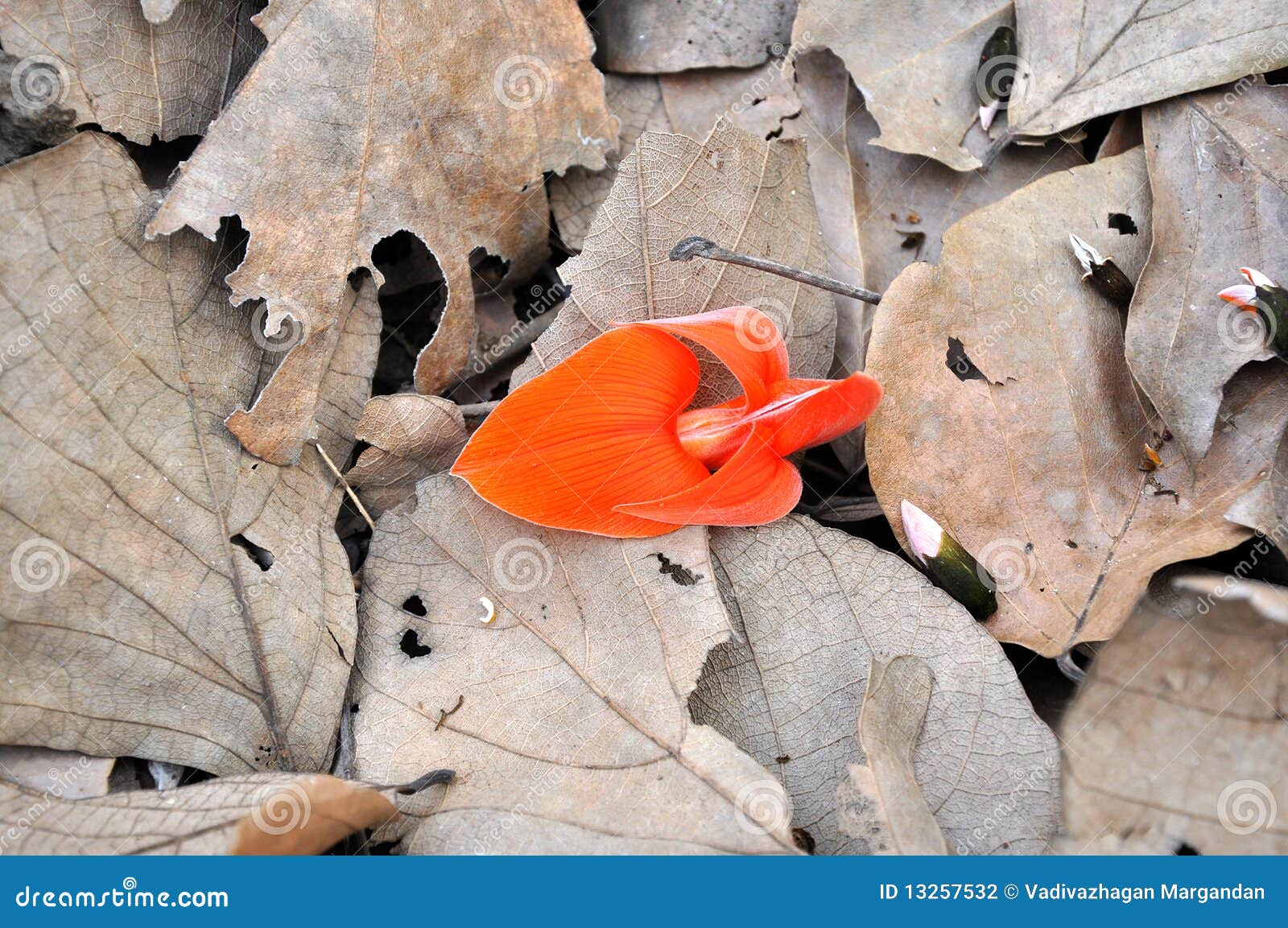 New life stock photo. Image of flowers, leave, aromatic - 13257532