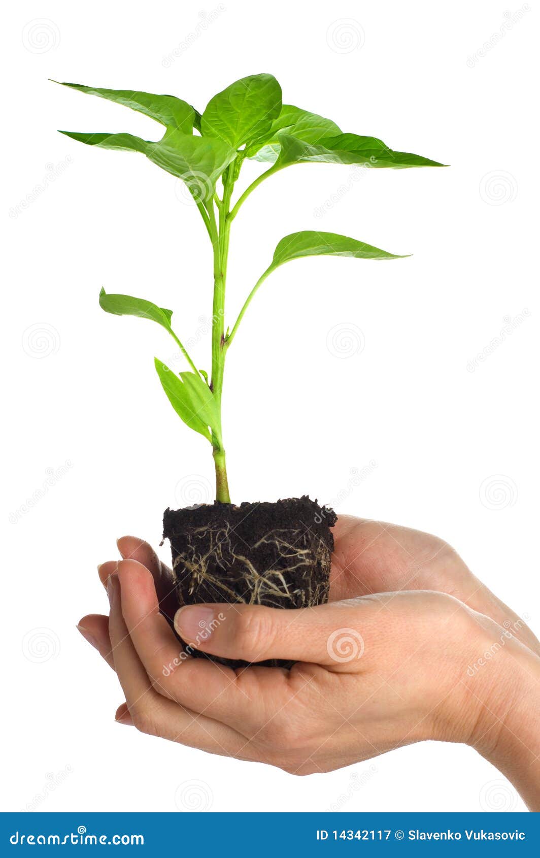 New life stock image. Image of white, planting, conservation - 14342117