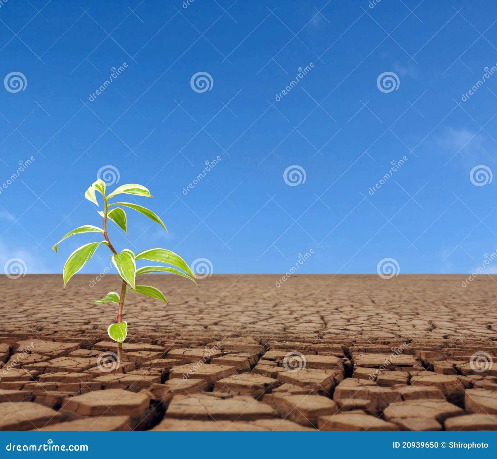 New life stock photo. Image of growth, flora, global - 20939650