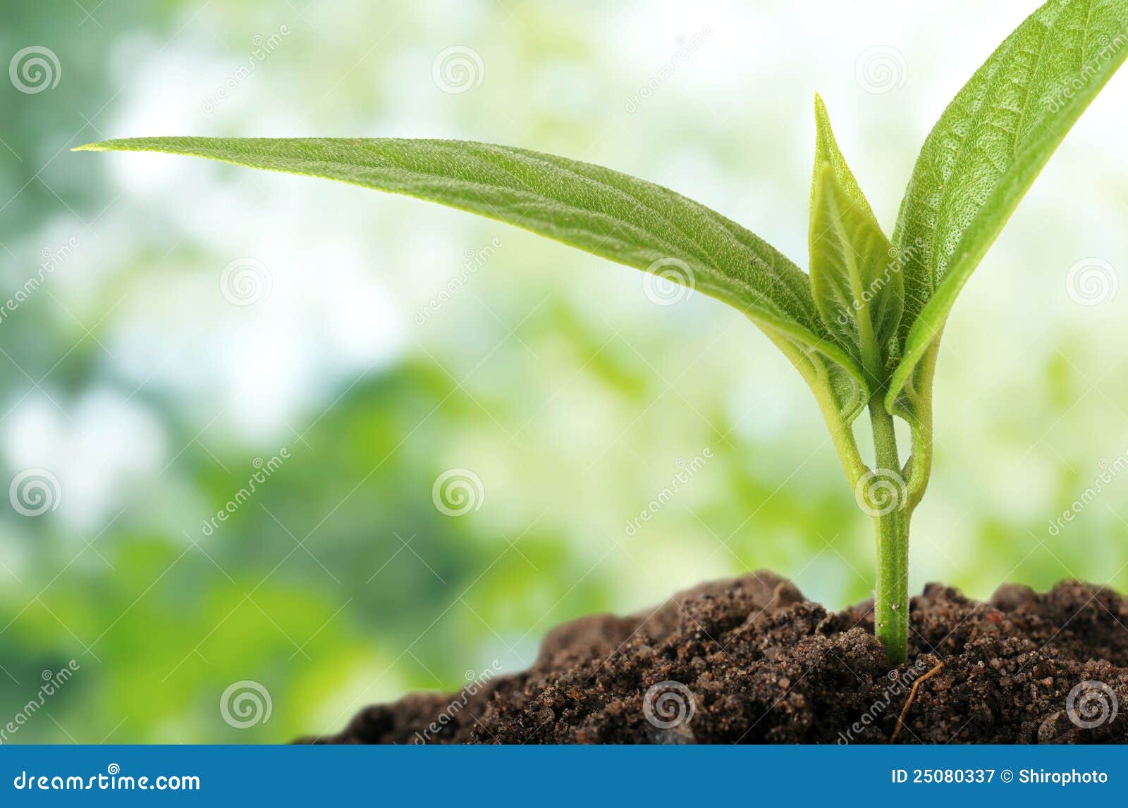 New life stock image. Image of nature, background, fresh - 25080337