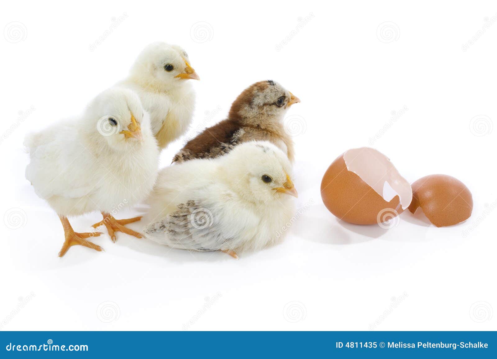 New life stock image. Image of animal, cheerful, agriculture - 4811435