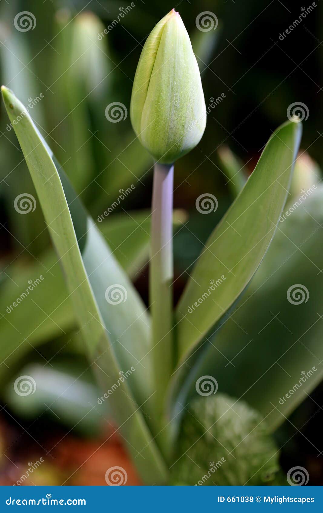 New life stock photo. Image of field, flowers, blossoms - 661038
