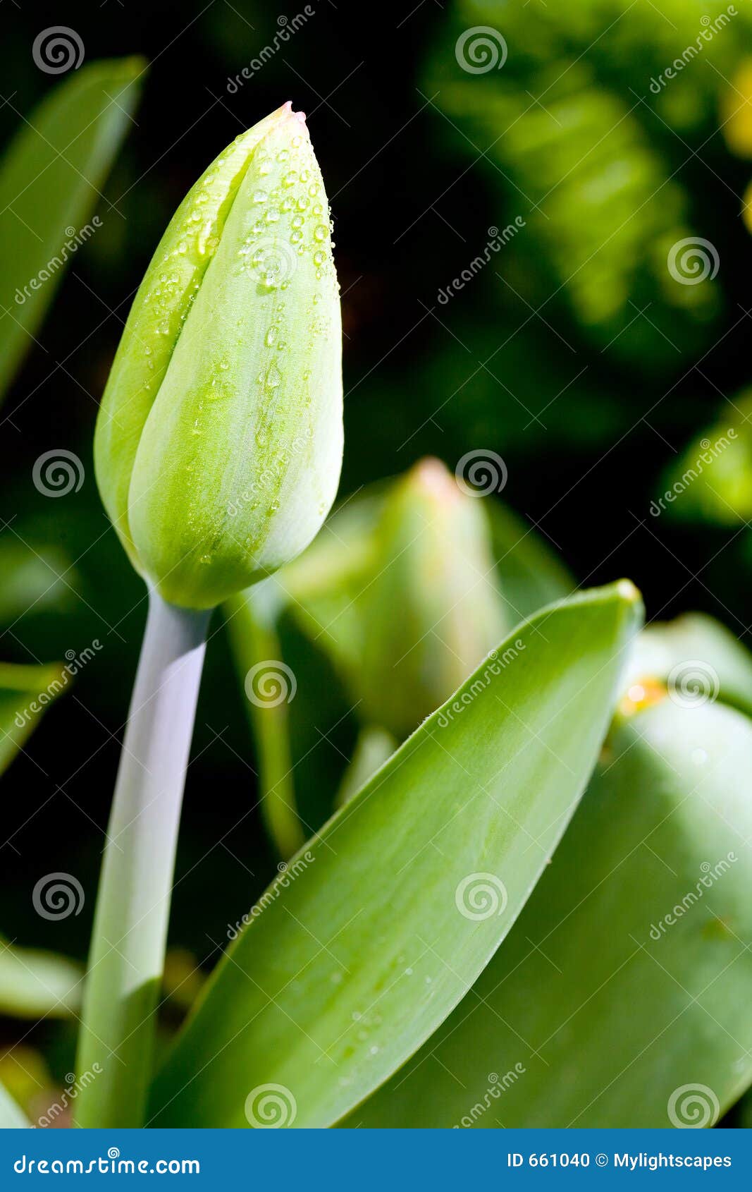 New life stock photo. Image of allergy, leaf, flower, head - 661040