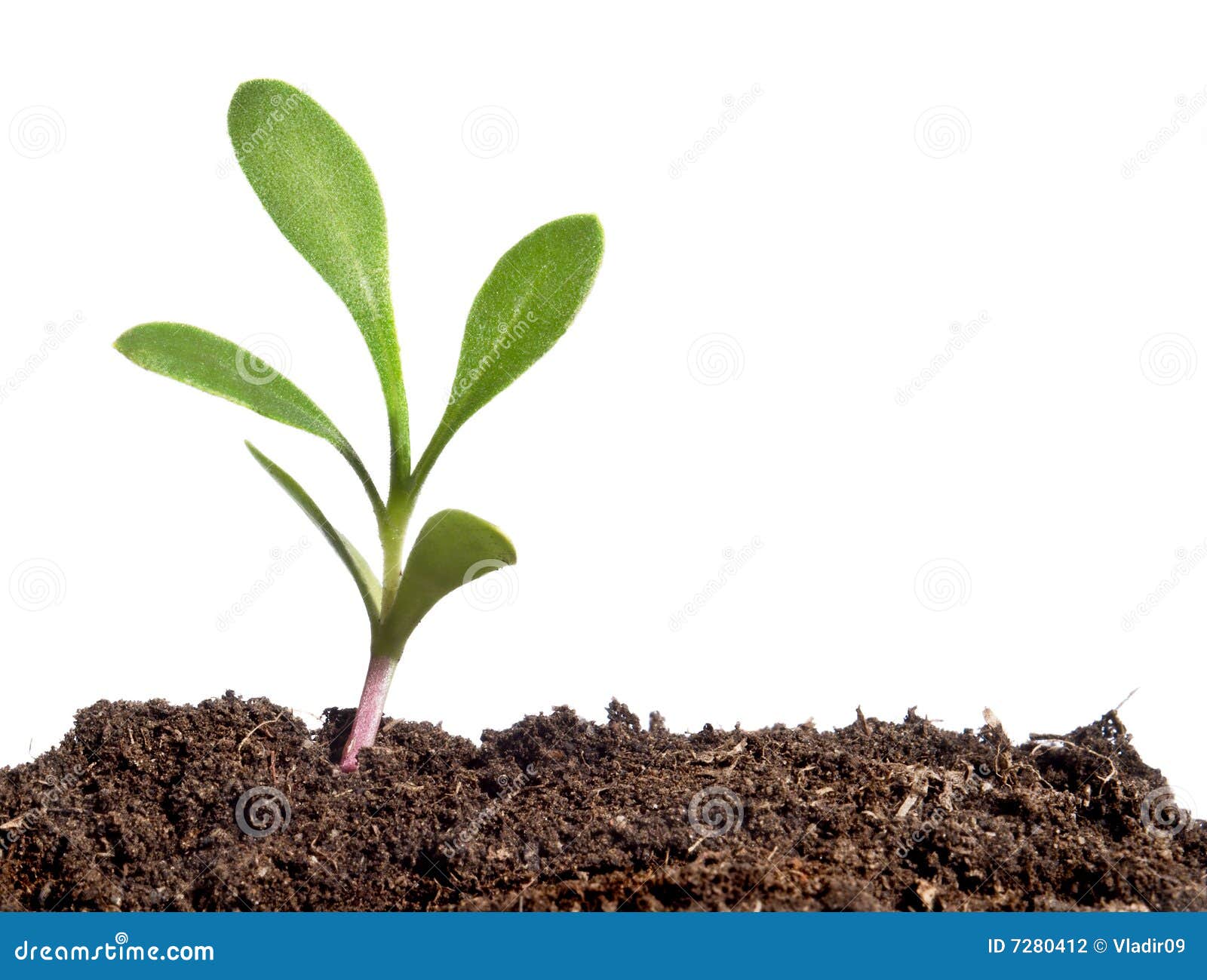 New life stock photo. Image of island, loneliness, serenity - 7280412