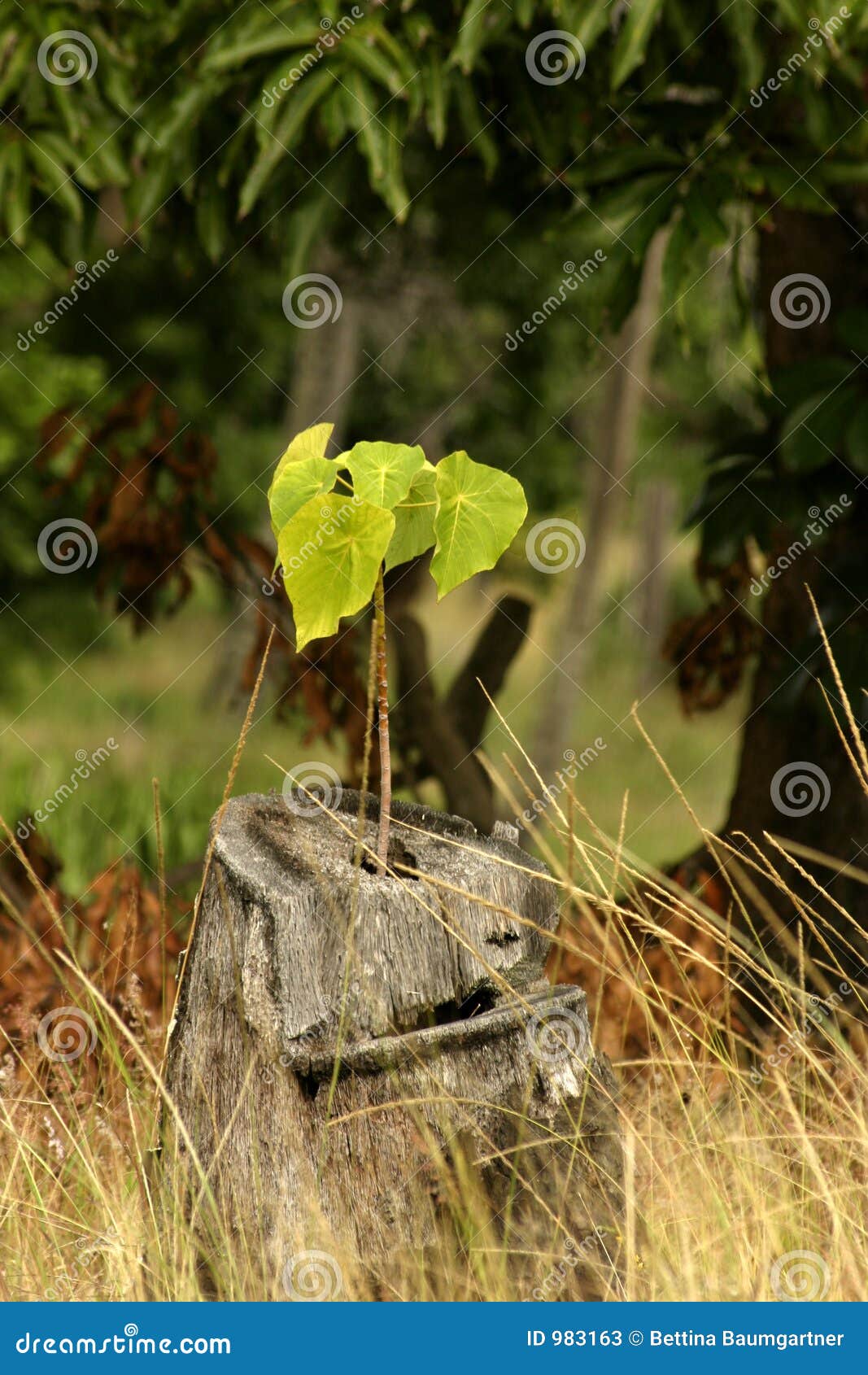 New life stock image. Image of hope, life, green, tropical - 983163