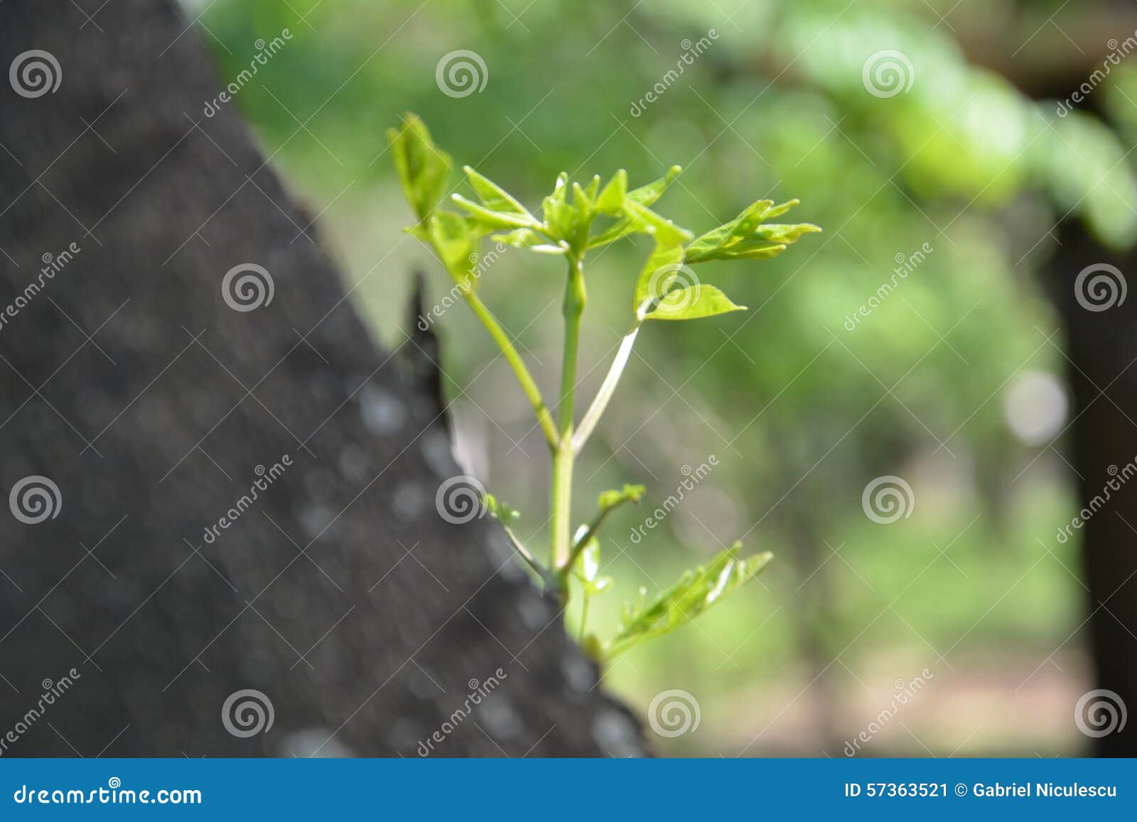 New life stock image. Image of child, hope, start, small - 57363521