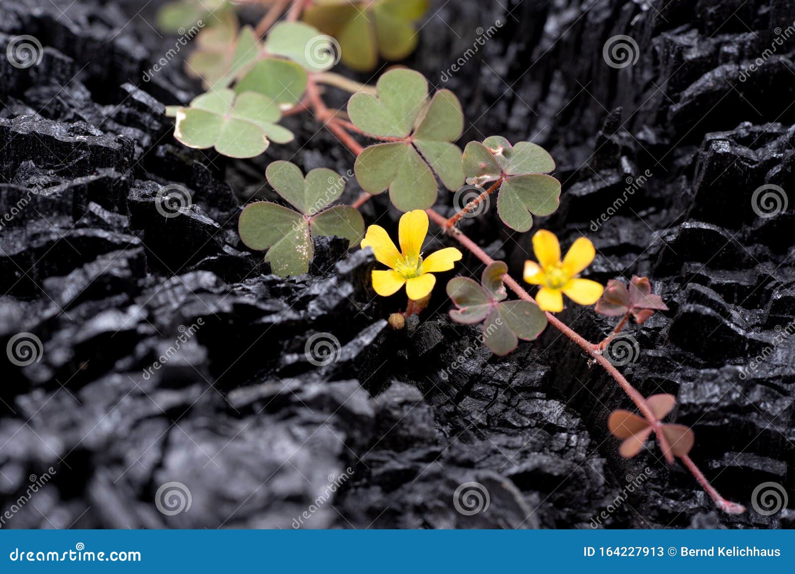 New Life from the Burned Tree. Stock Image - Image of charcoal ...