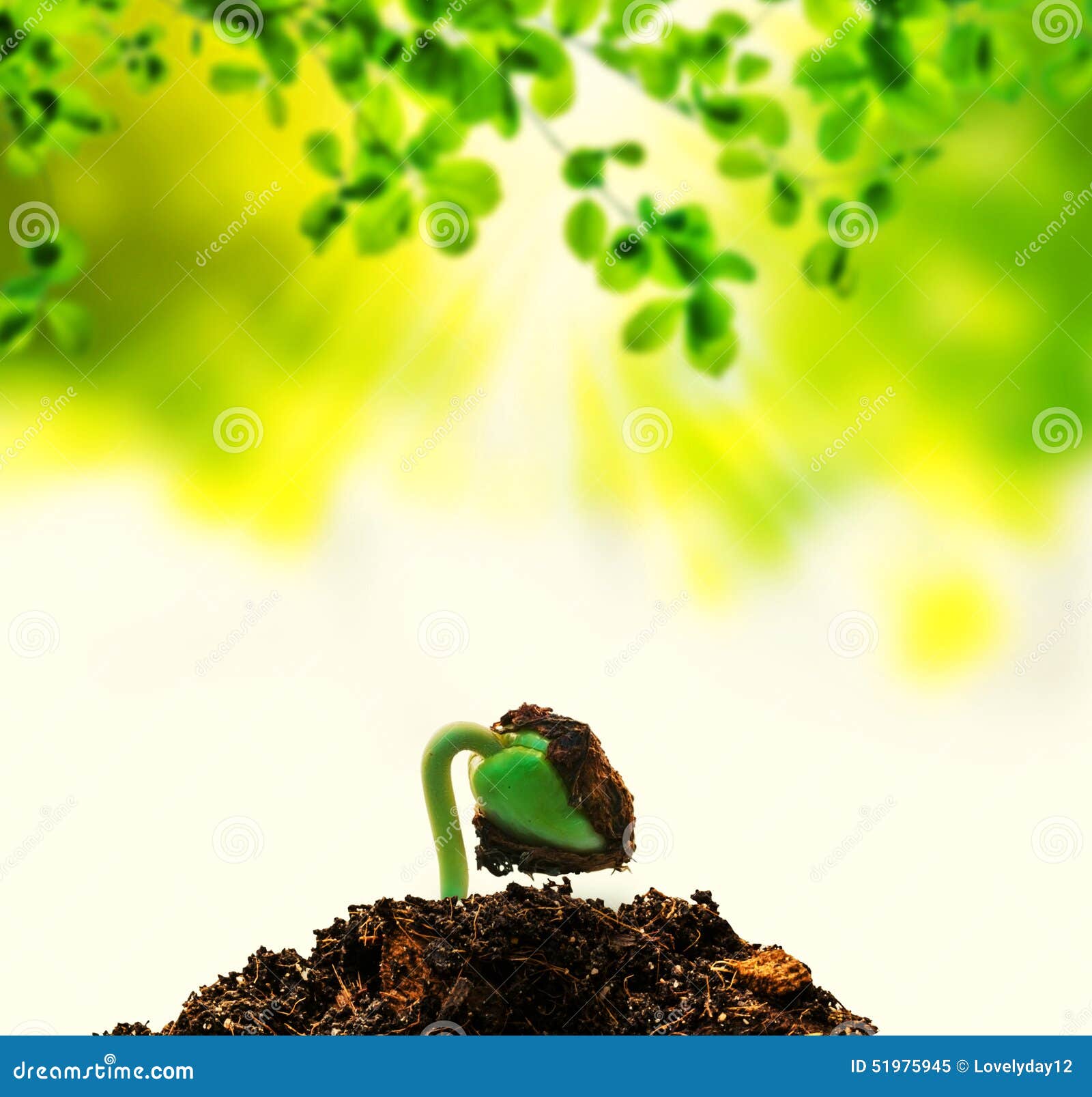 New life born plant stock image. Image of herb, environmental - 51975945