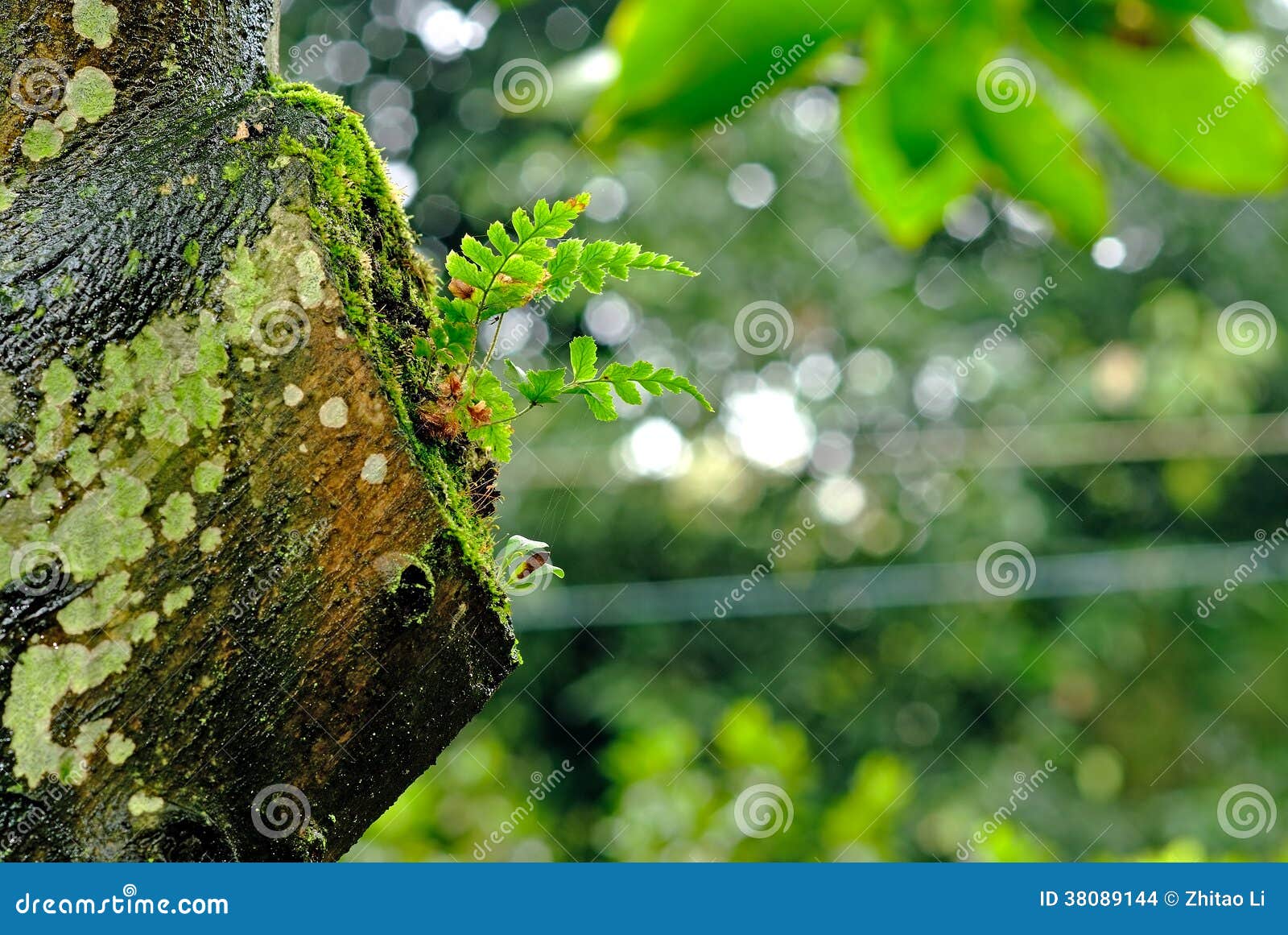 The New Life on a Broken Tree Stock Photo - Image of life, nature: 38089144