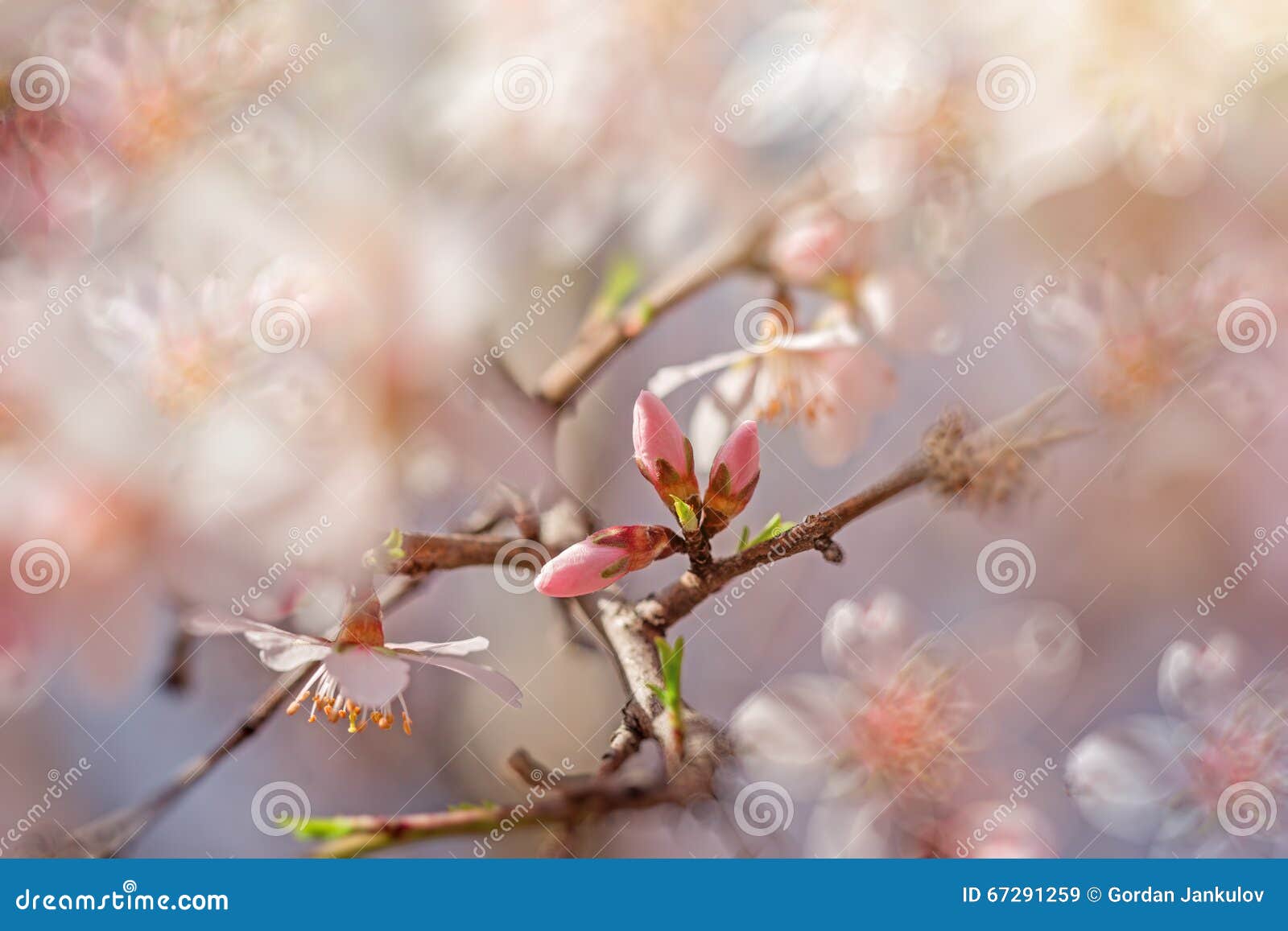 New life - budding buds stock image. Image of pistil - 67291259