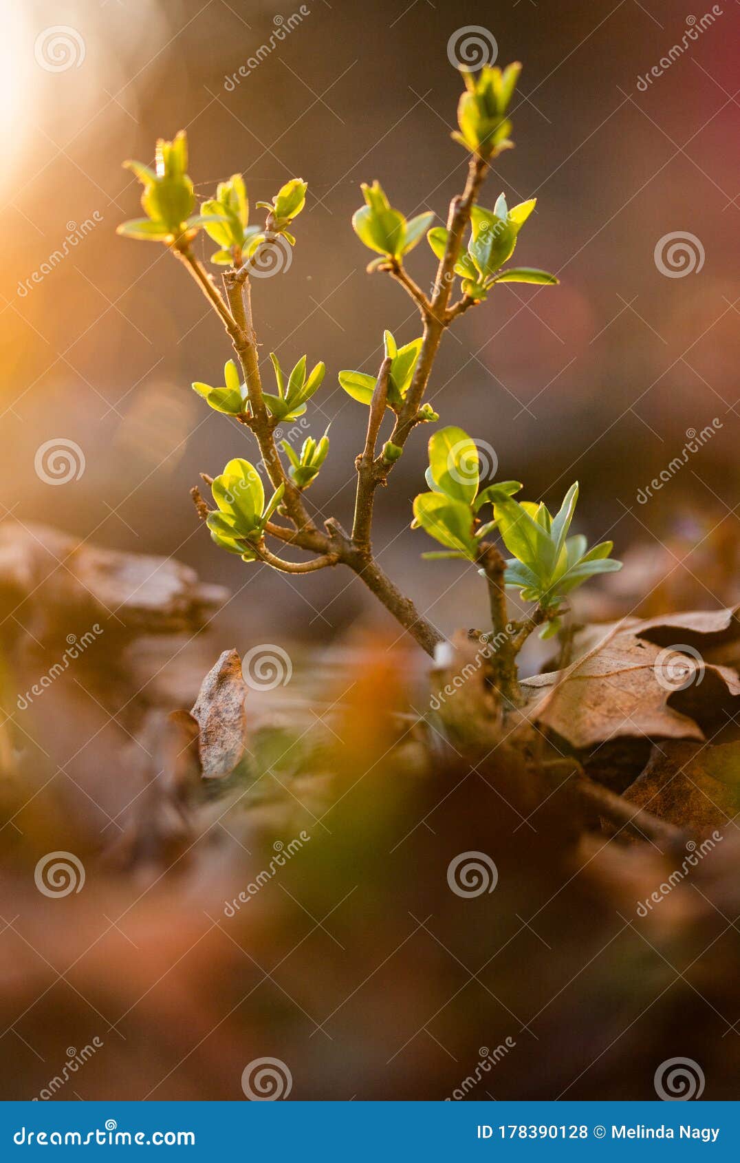 New Life Buds in Forest at Sunset Stock Photo - Image of seed, hand ...