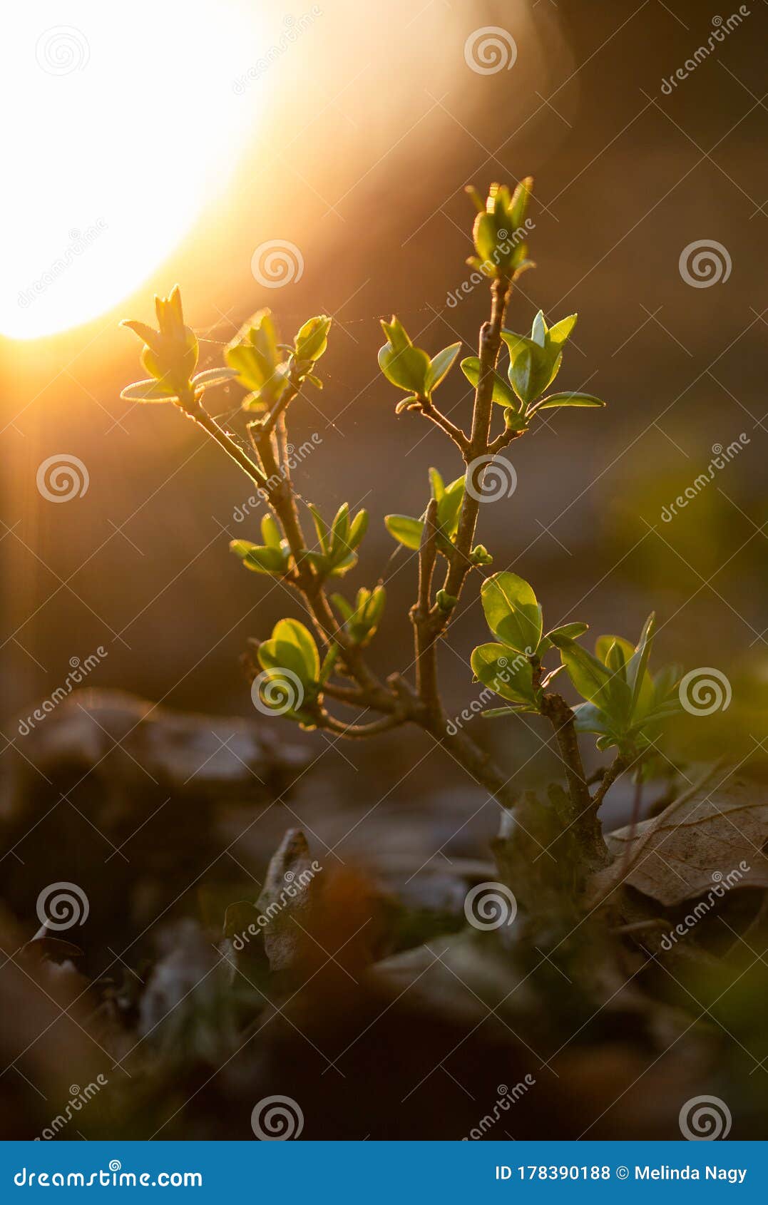 New Life Buds in Forest at Sunset Stock Photo - Image of plantation ...