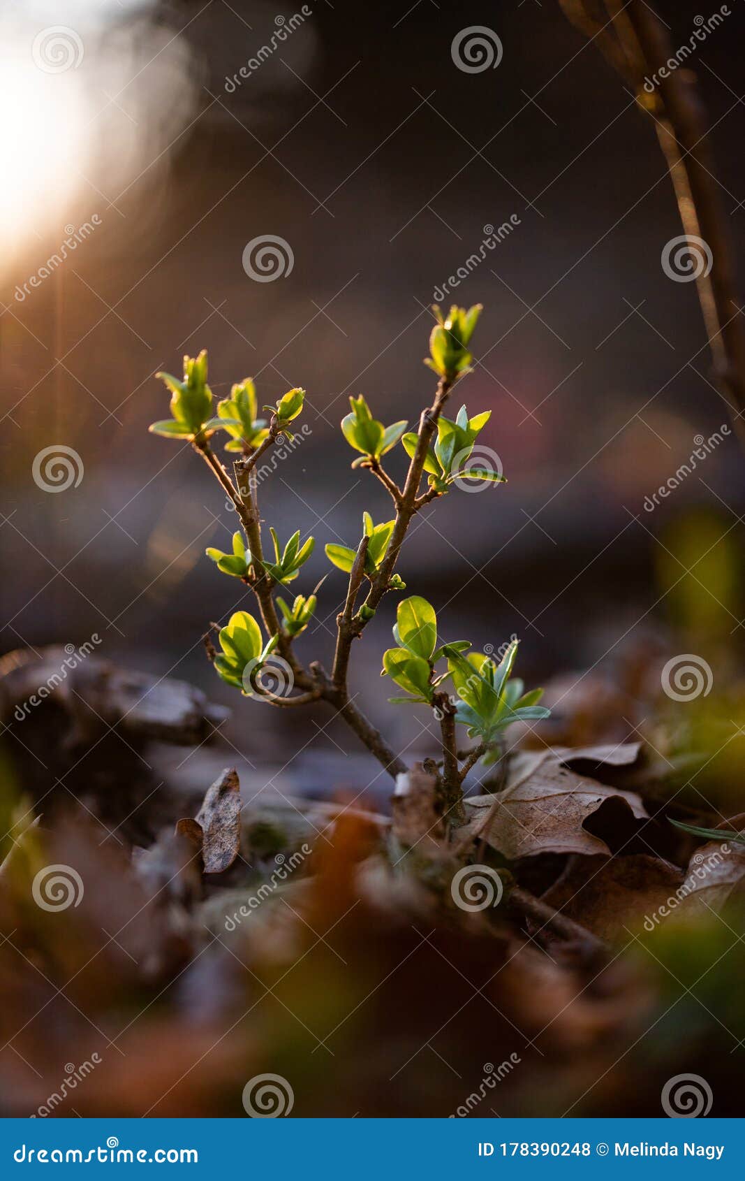 New Life Buds in Forest at Sunset Stock Photo - Image of plantation ...