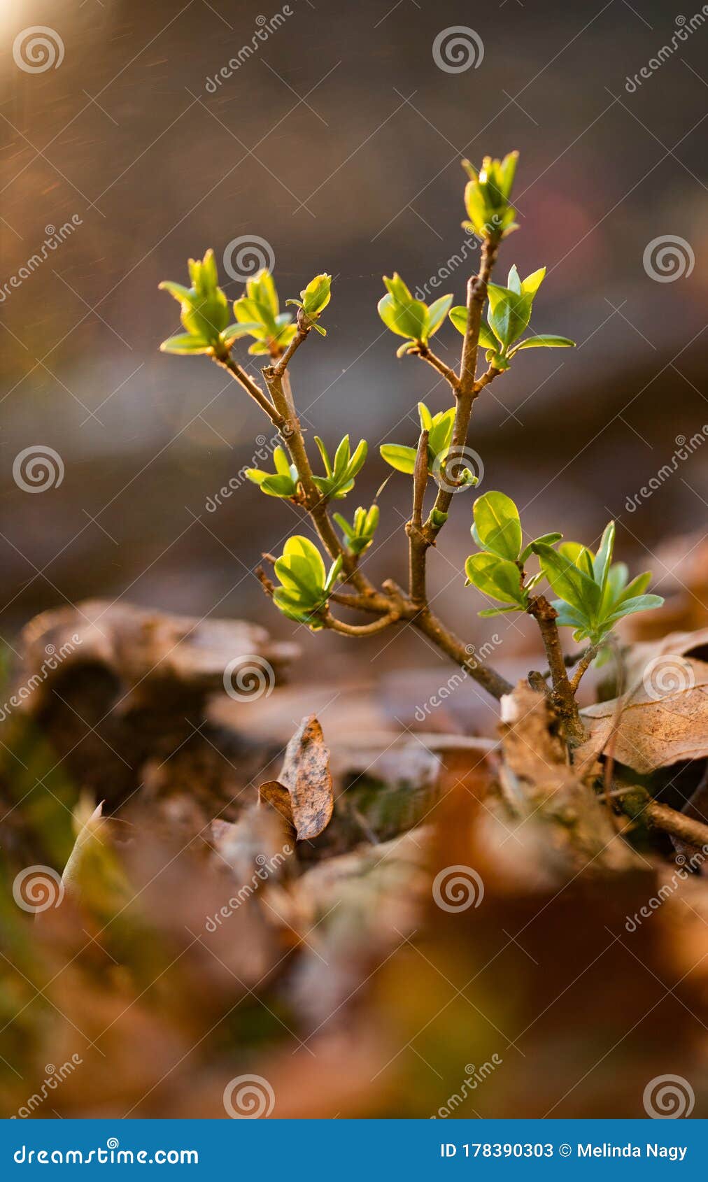New Life Buds in Forest at Sunset Stock Image - Image of sapling, young ...