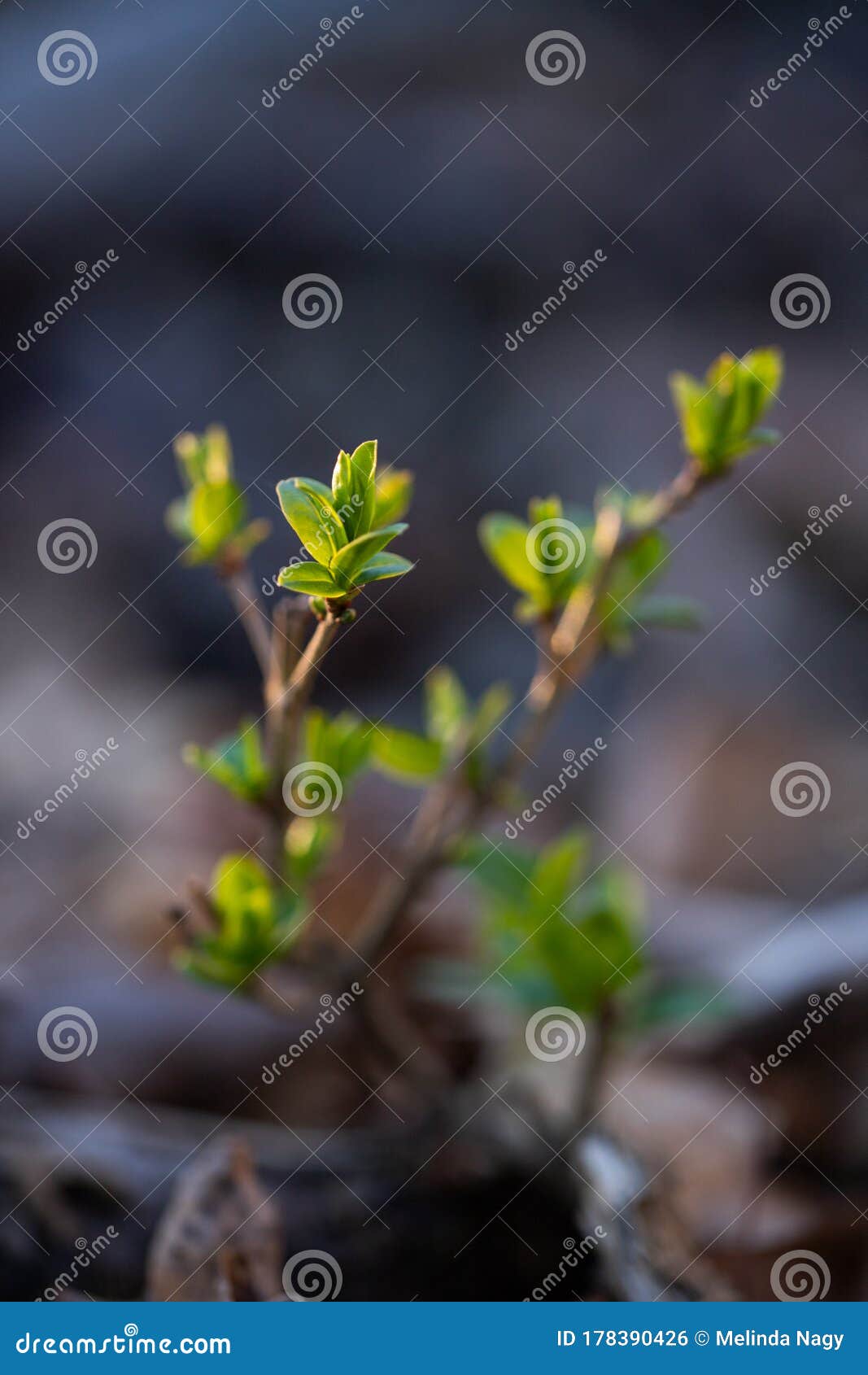 New Life Buds in Forest at Sunset Stock Photo - Image of spring, garden ...