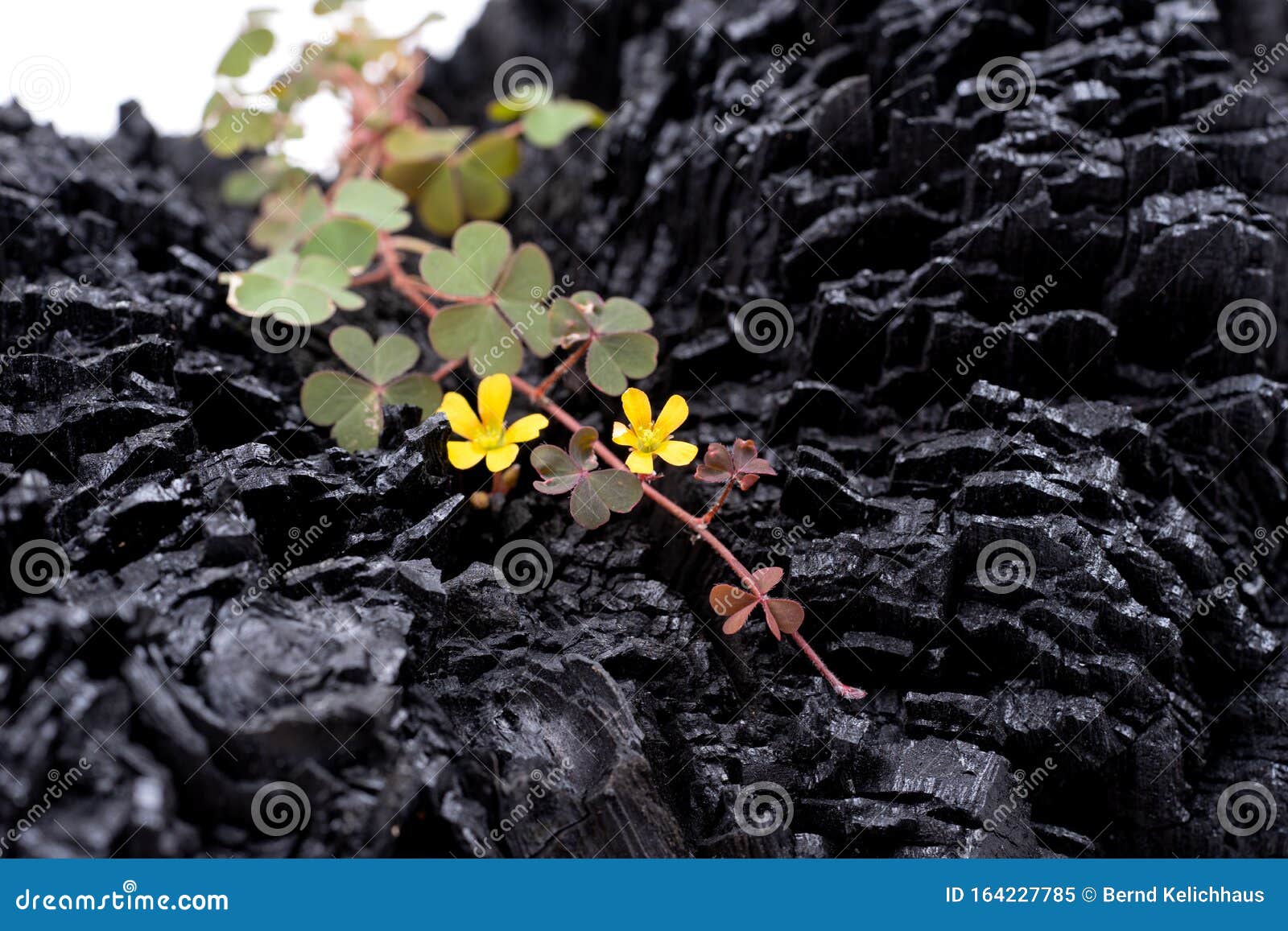 New Life from the Burned Tree. Stock Image - Image of fossil, fire ...