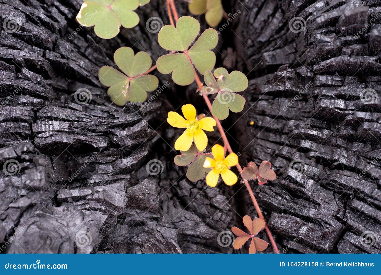 New Life from the Burned Tree. Stock Photo - Image of fossil, floral ...