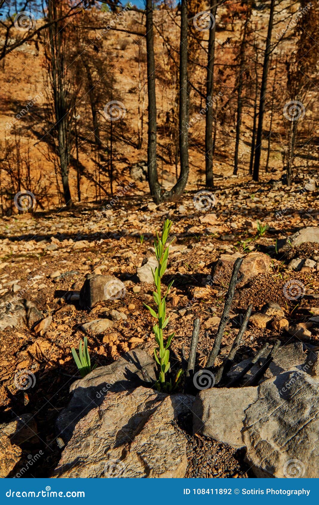New life in burnt forest stock photo. Image of deforestation - 108411892