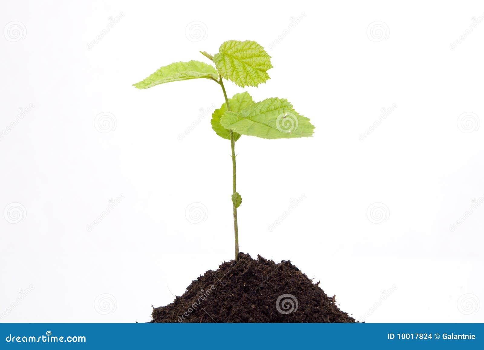 New life coming stock photo. Image of young, environment - 10017824
