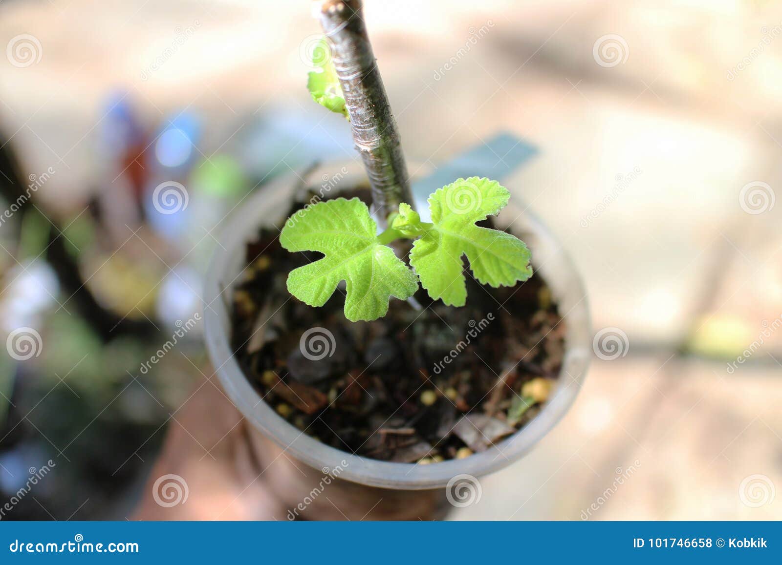 New Life of a Common Fig Plant. Stock Photo - Image of figs, grow ...