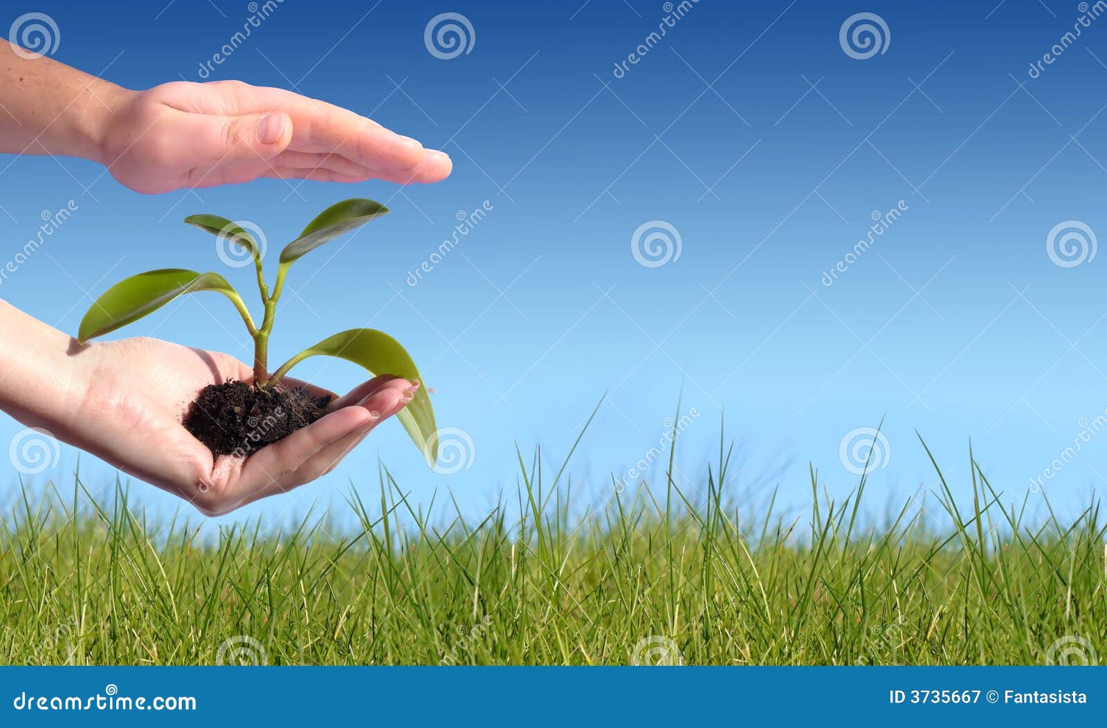 New life concept stock image. Image of raise, finger, dirt - 3735667