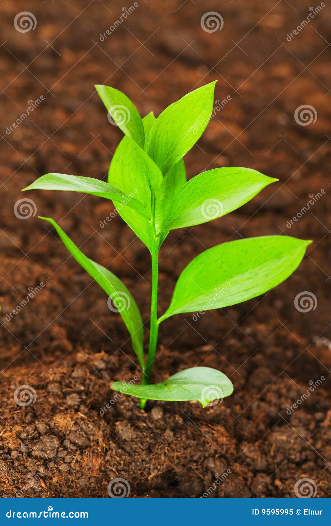 New life concept - stock image. Image of seed, gardening - 9595995
