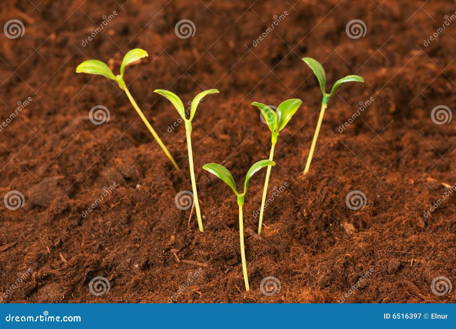 New Life Concept - Green Seedlings Stock Image - Image of seed, life ...