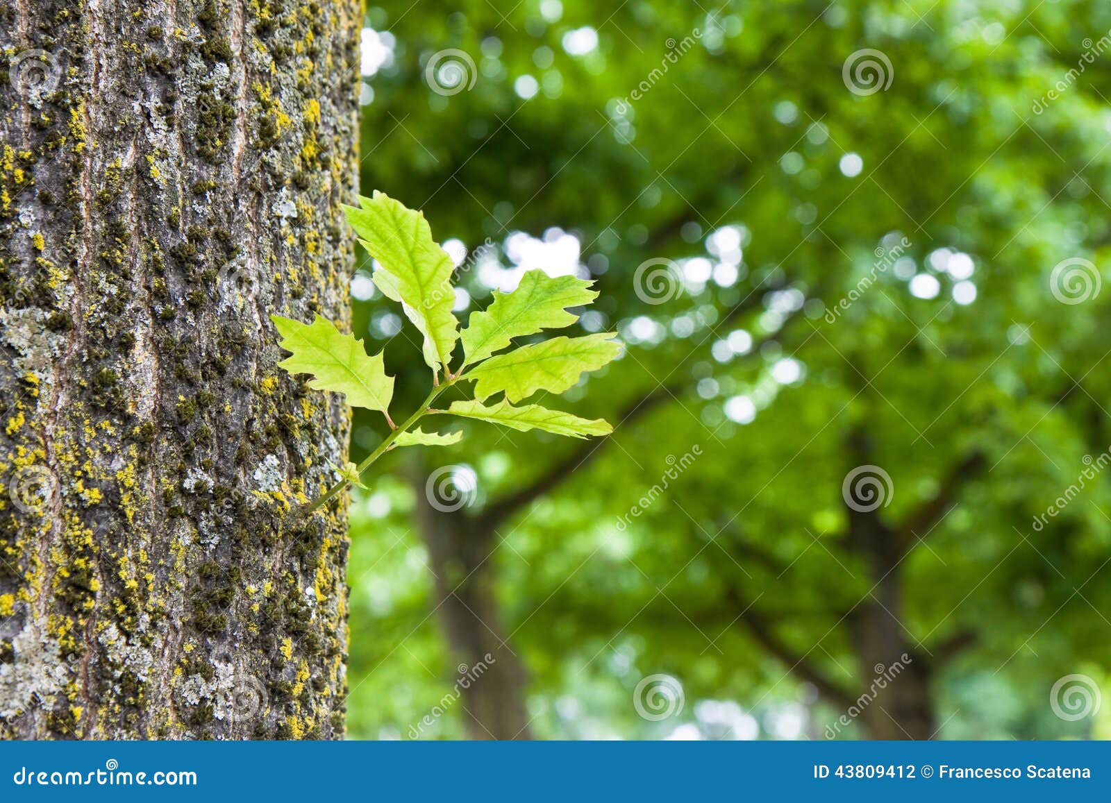 New life stock photo. Image of fresh, spring, season - 43809412