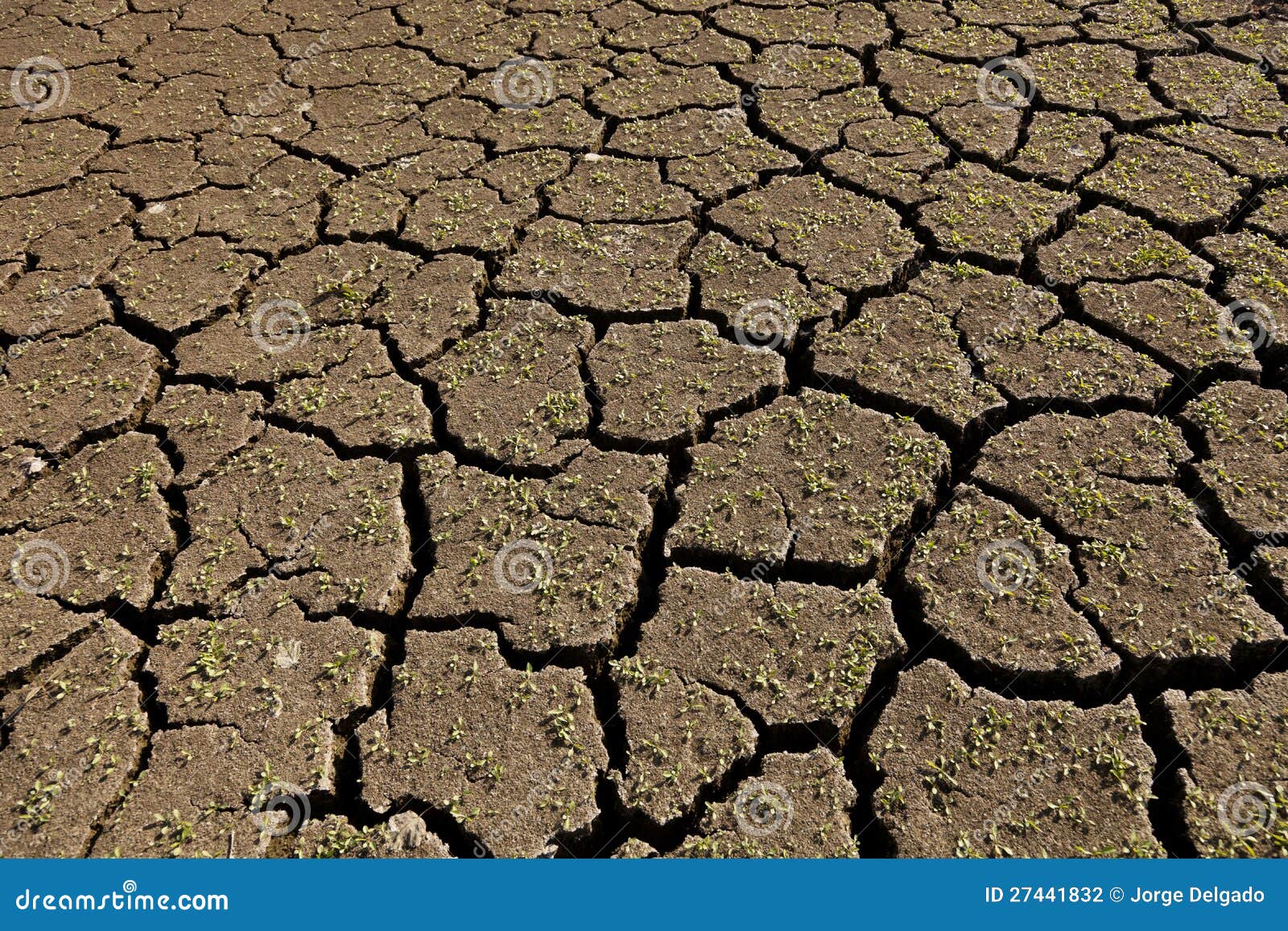 New life on dry land stock photo. Image of eroded, environmental - 27441832