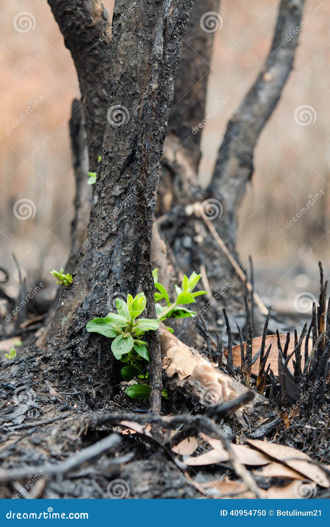 New Life after Effects of a Fire Stock Photo - Image of leaves, burnt ...