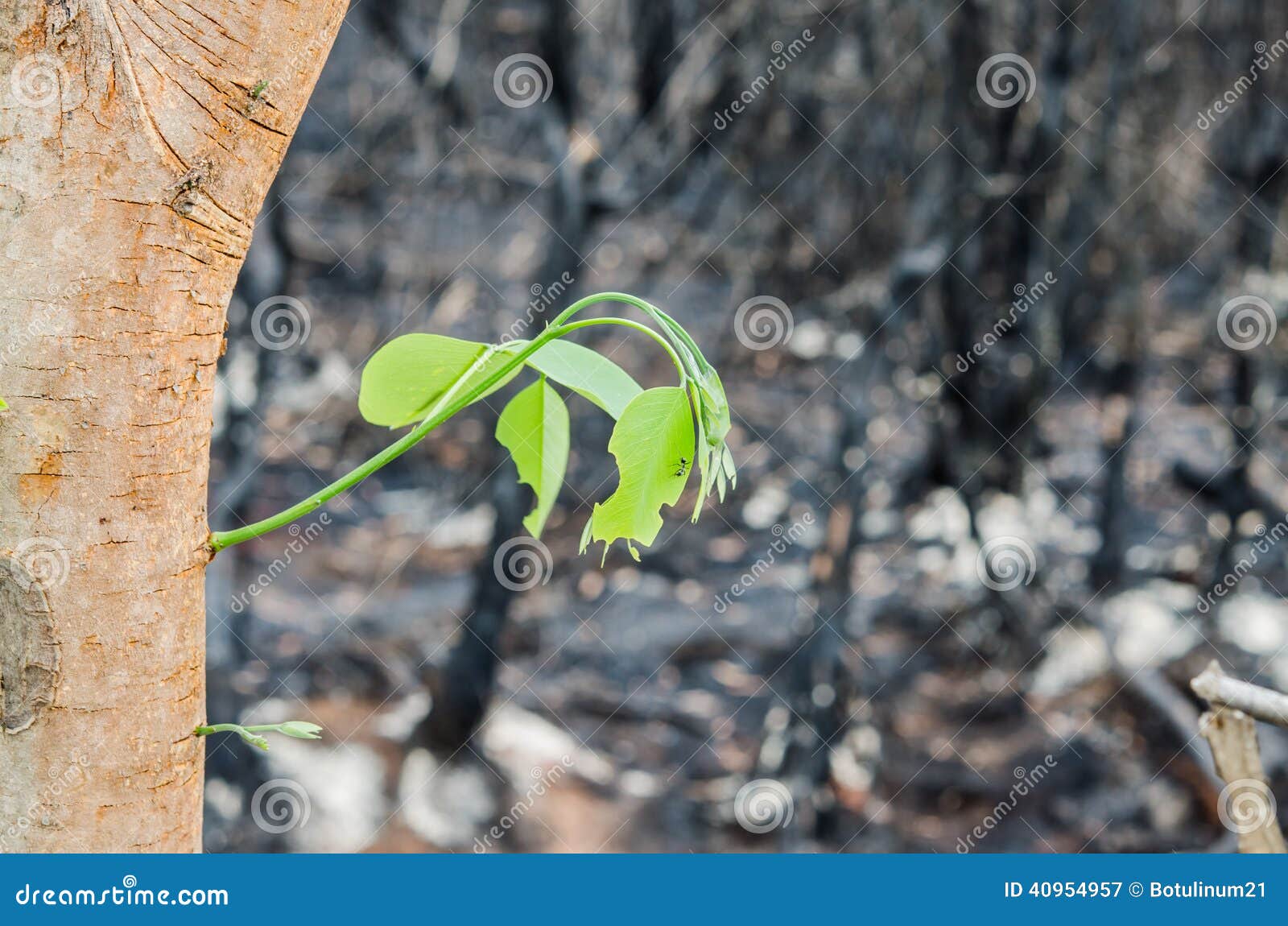 New Life after Effects of a Fire Stock Image - Image of forest ...