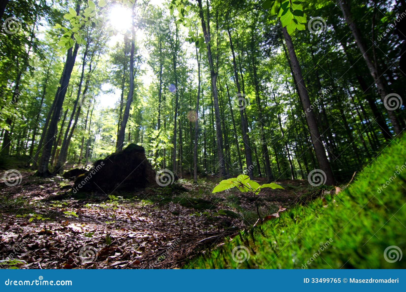 New life in the forest stock image. Image of green, tree - 33499765