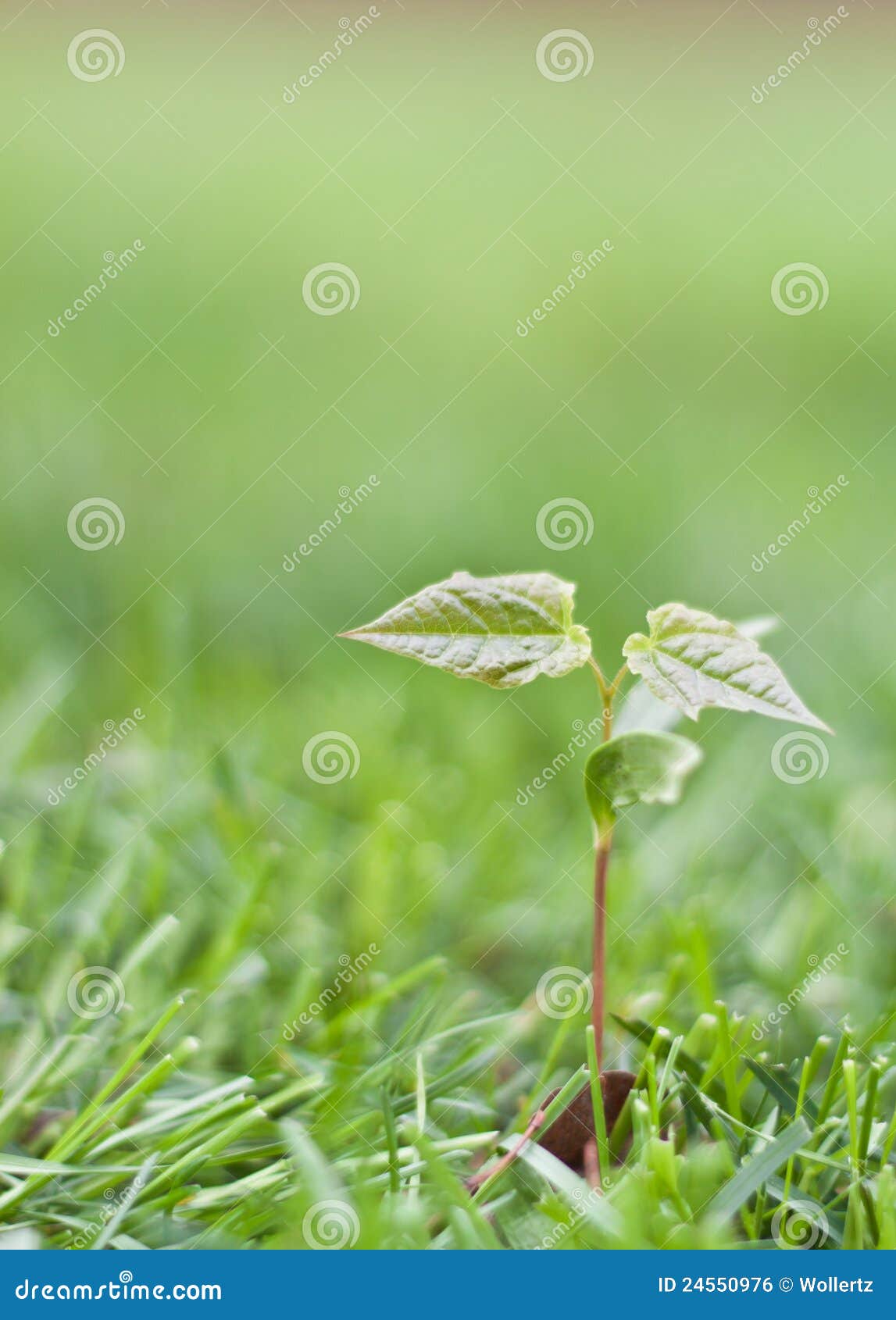 New life growing stock photo. Image of spring, environmental - 24550976