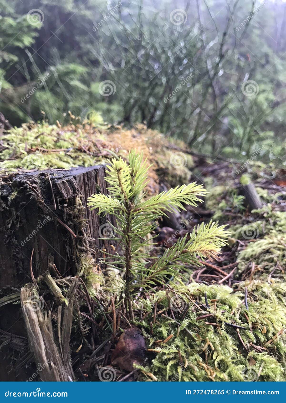 Spruce grows on a stump stock image. Image of vegetation - 272478265