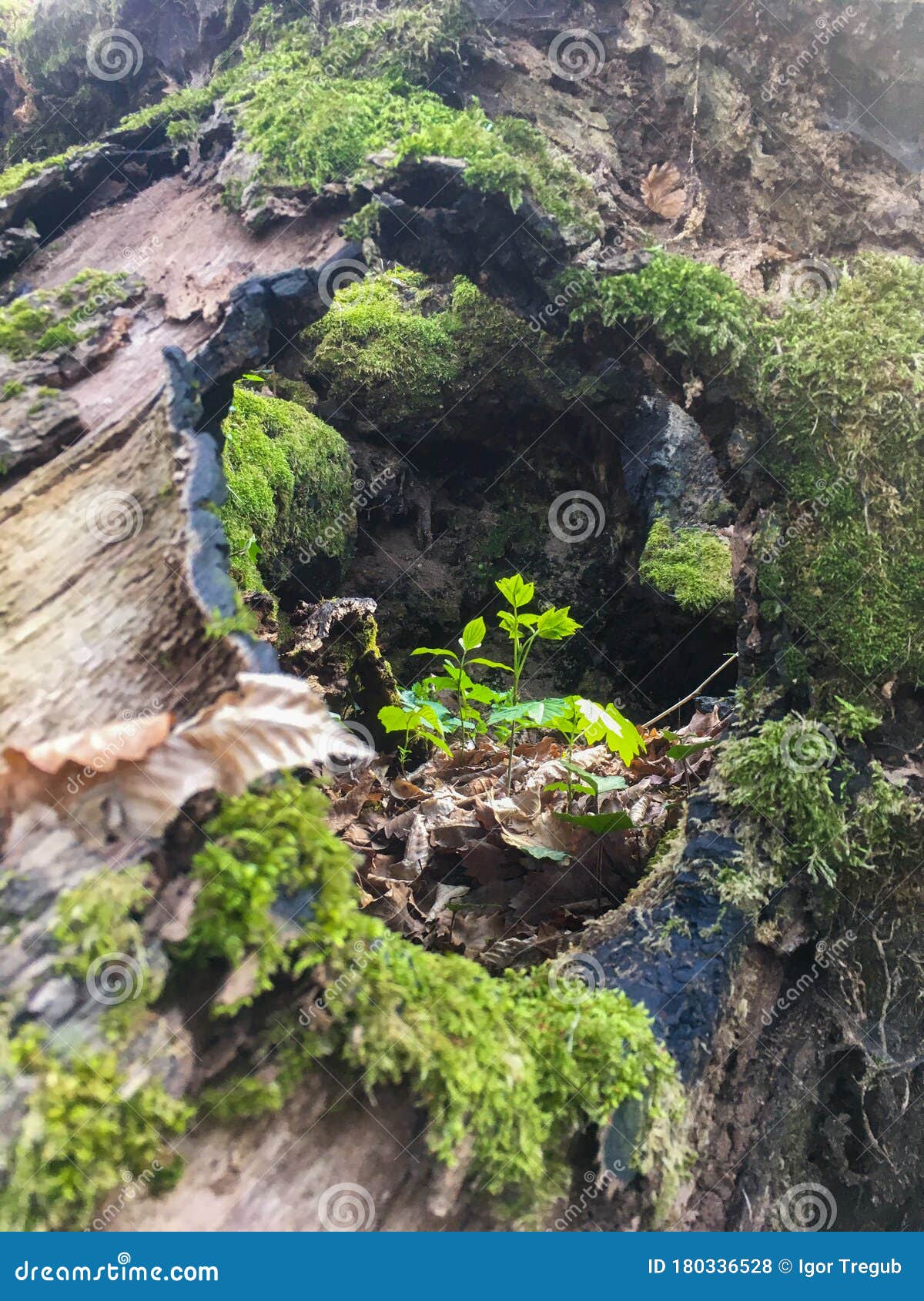 New Life Inside an Old Tree Stock Photo - Image of beginning, sprout ...