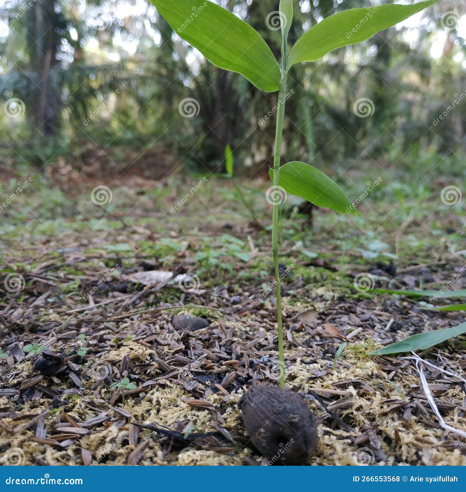 New life little plant stock photo. Image of green, garden - 266553568