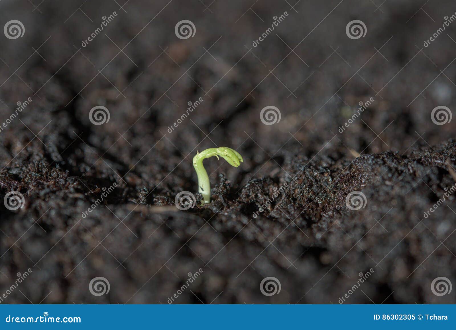 New life in the nature stock image. Image of growing - 86302305