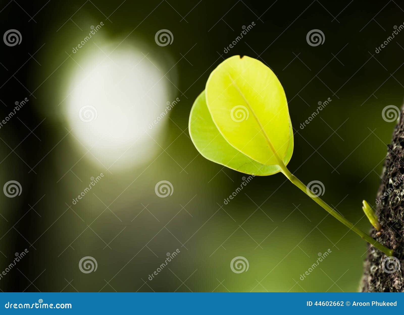 New life at old timber stock photo. Image of twig, closeup - 44602662