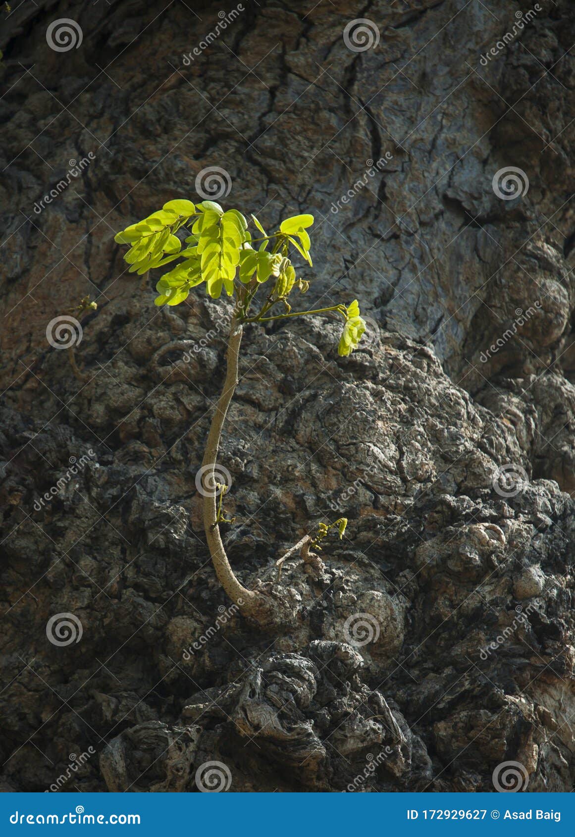 New Life old tree stock image. Image of sunlight, life - 172929627