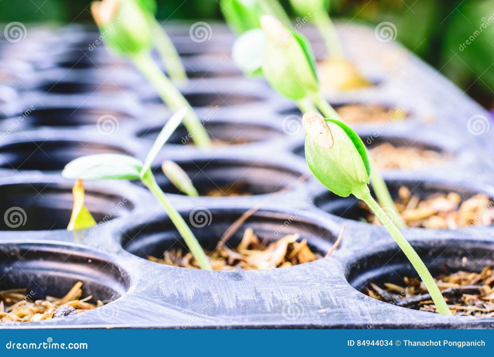 New Life Plant Sapling stock photo. Image of dirt, agriculture - 84944034