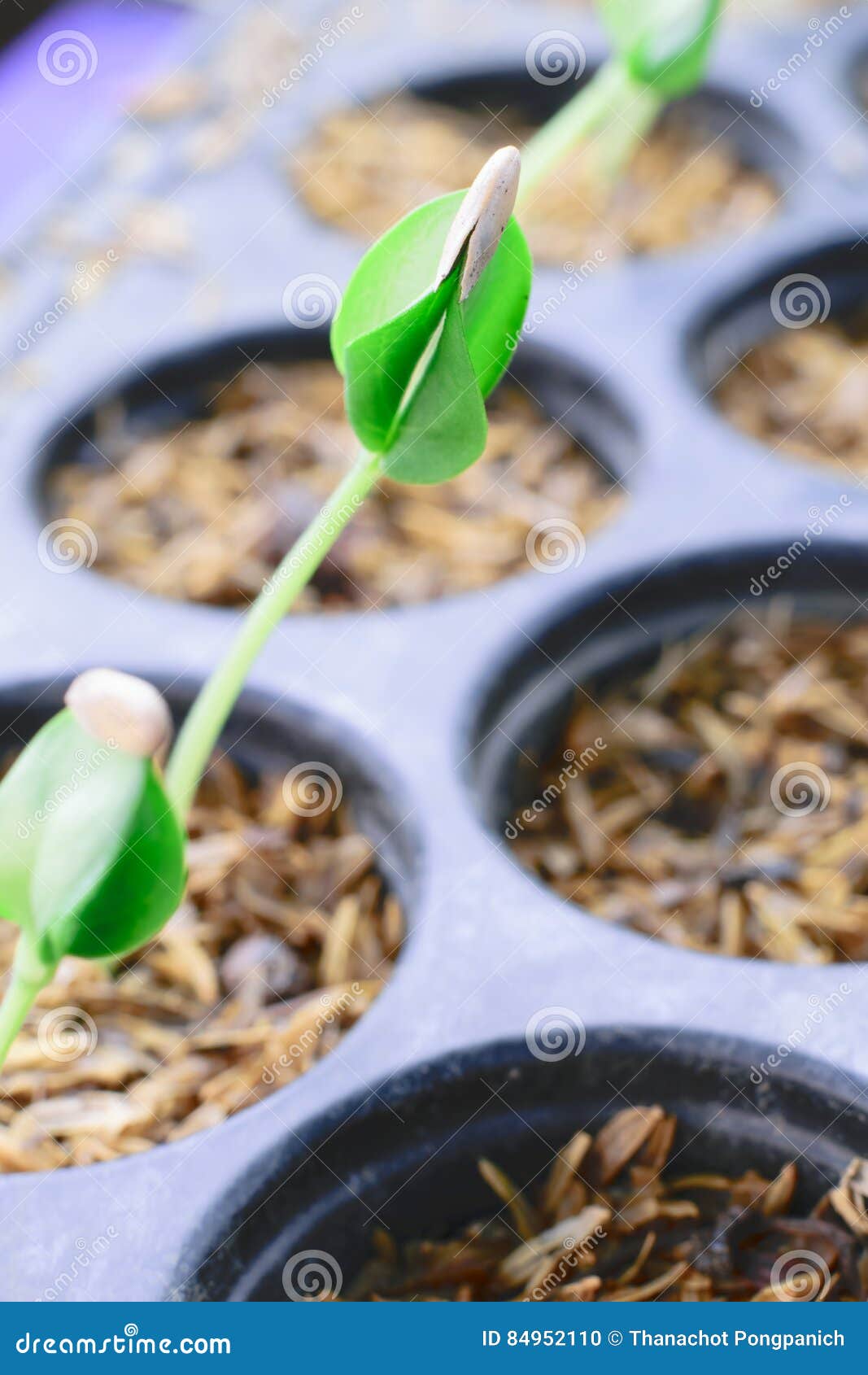 New Life Plant Sapling stock photo. Image of seed, leaves - 84952110