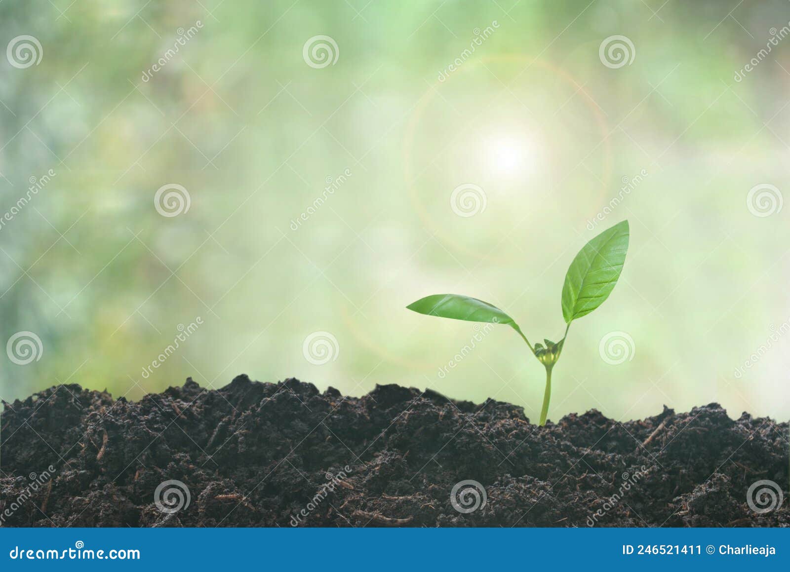 New life, plant seedling stock image. Image of energy - 246521411