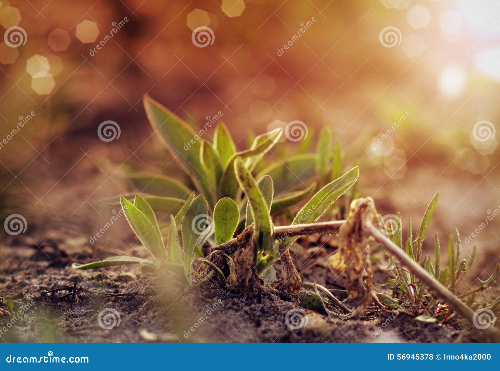 New life stock photo. Image of leaf, fresh, ground, growing - 56945378