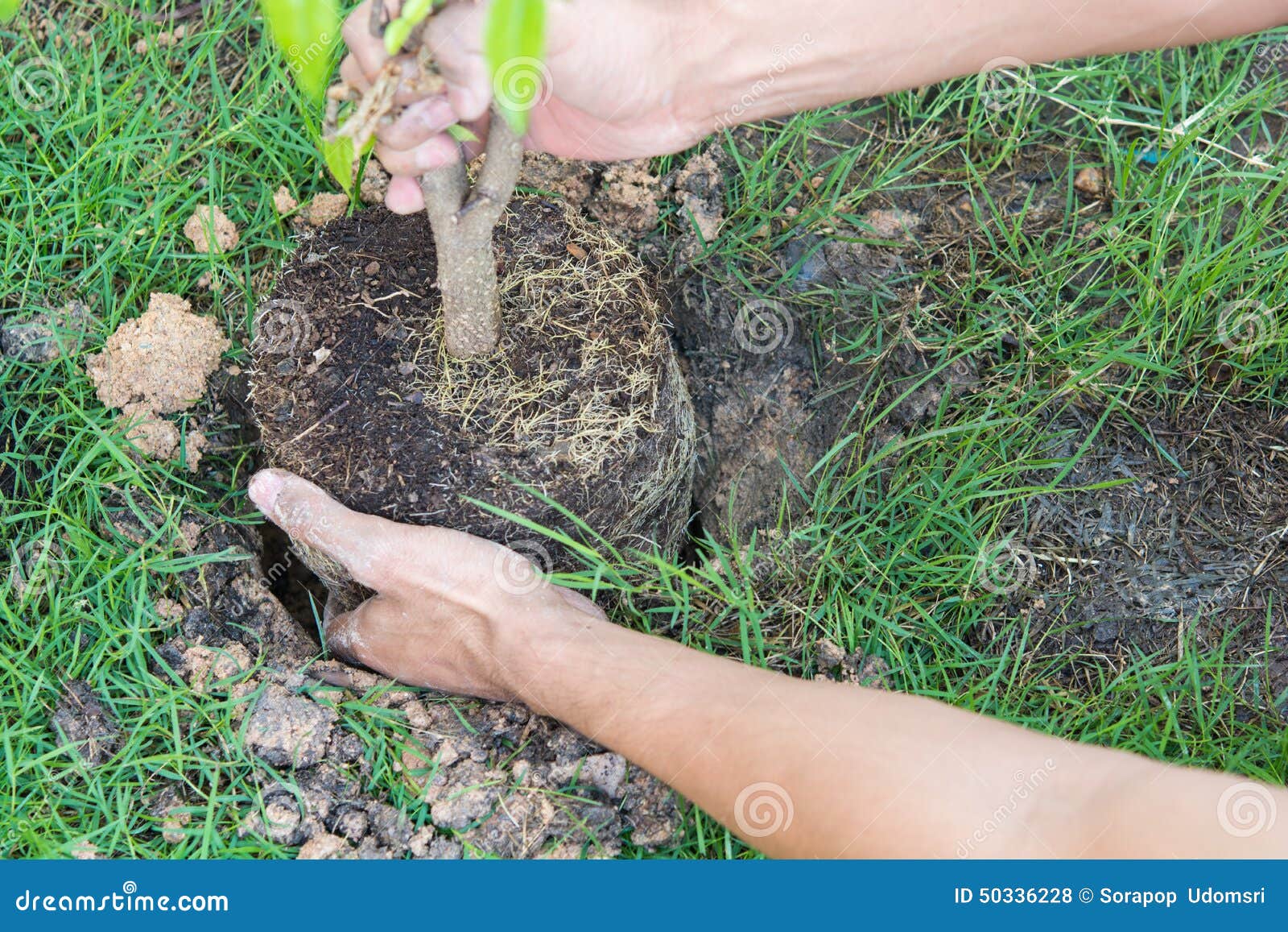 New life for plants a tree stock photo. Image of nature - 50336228